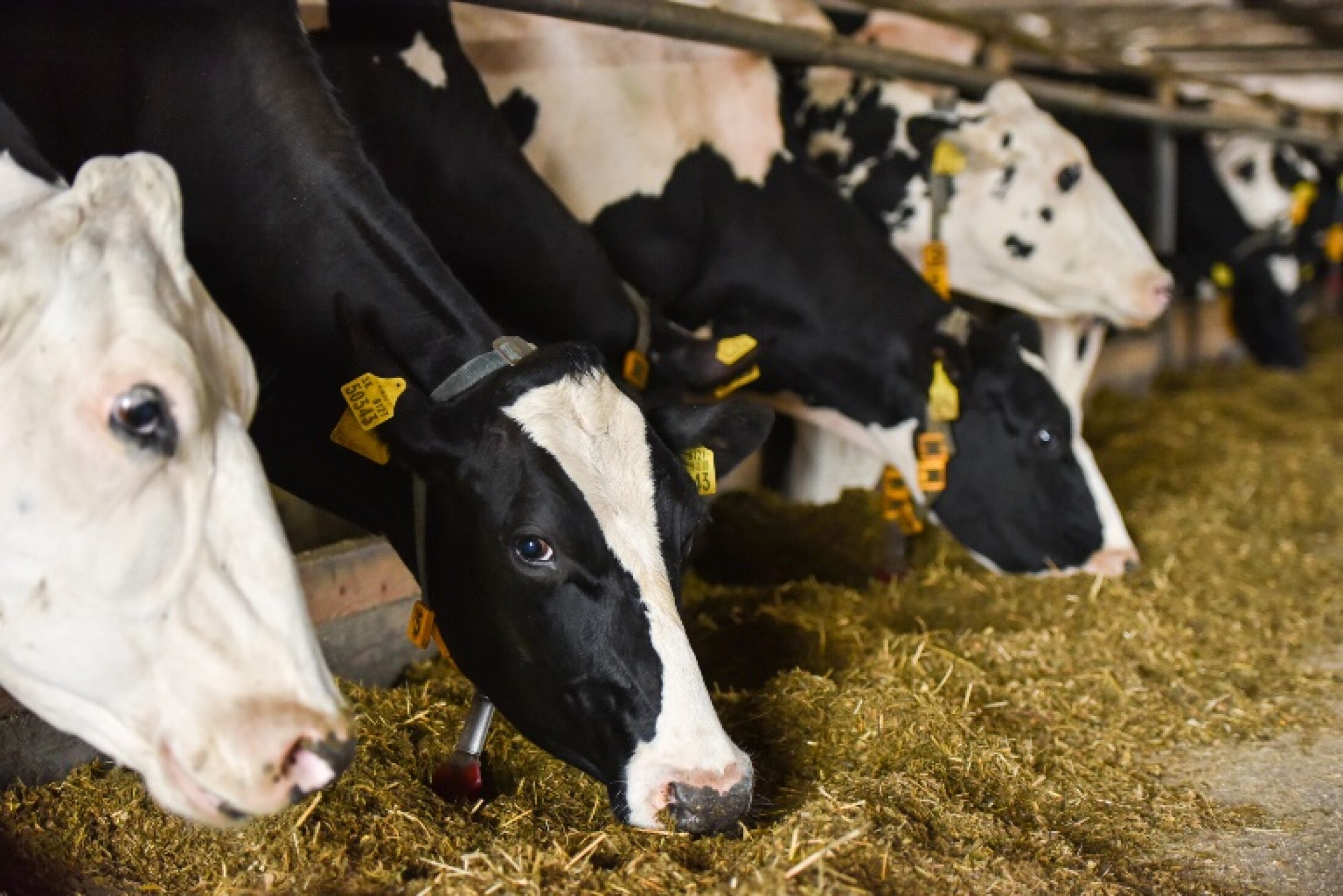 BOO Milk - živé mlieko plné mliečnych kultúr - Fresh Obchod